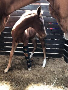 Prótesis y Férulas - Animal Fix - Soluciones Quirúrgicas y de Movilidad ...