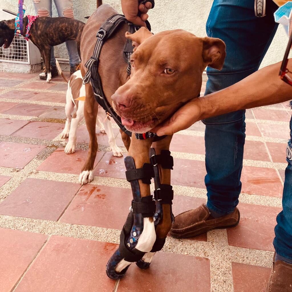 Galería Férulas - Animal Fix - Soluciones Quirúrgicas y de Movilidad Animal