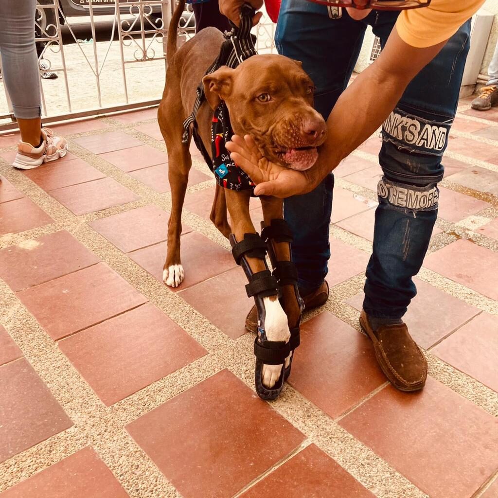 Galería Férulas - Animal Fix - Soluciones Quirúrgicas y de Movilidad Animal